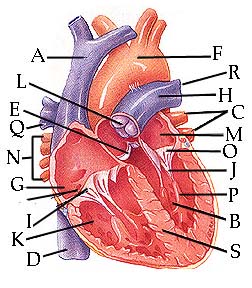 Structures Of Heart