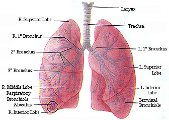 Respiratory Organs