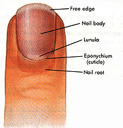 Appendages & Glands of the Skin