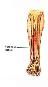 Muscles of the Human Body
