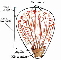 Kidney Structure