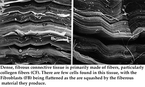 Connective Tissue