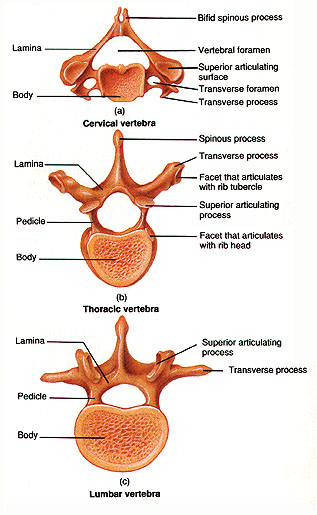 Definition Of Process In Anatomy Processes And Technologies Process