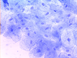 Staining Cell Specimens
