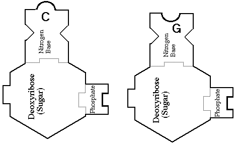 Discovering DNA Structure