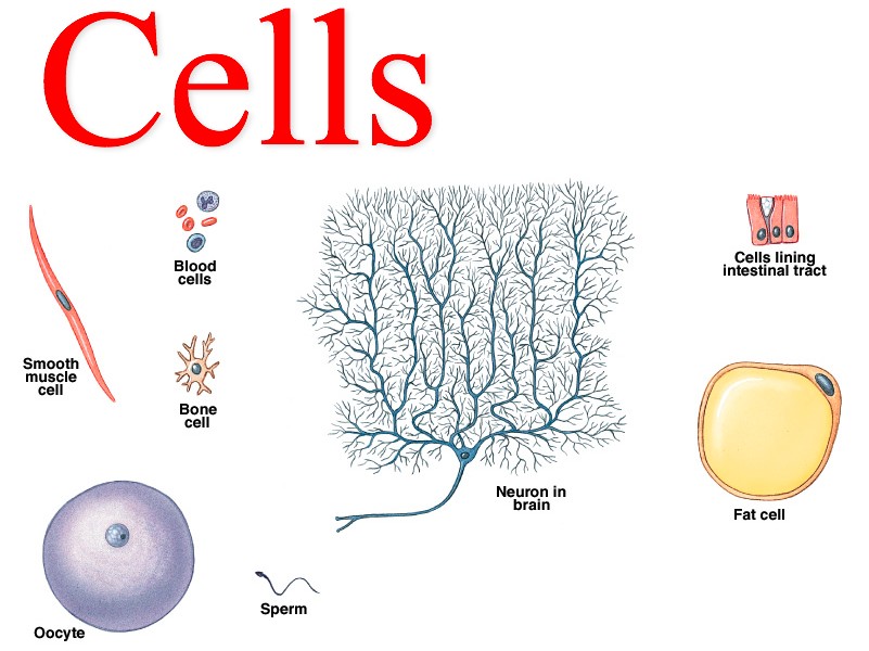 cells.001.jpg