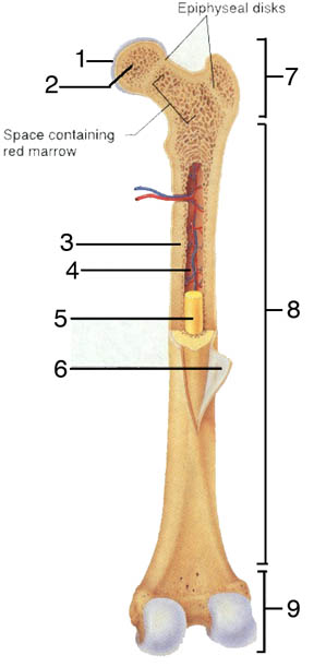 Lab 10: Structure of Bone