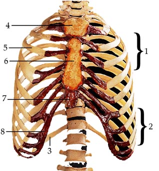 Lab 10: Structure of Bone