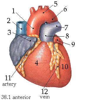 Lab 38: Structure of the Heart