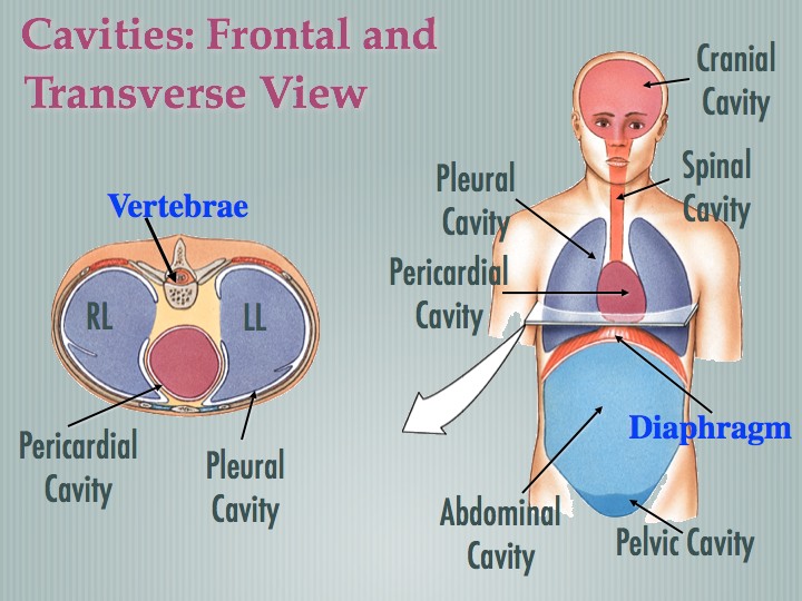 Index of /power_points/body_cavities/body_cavities_files/