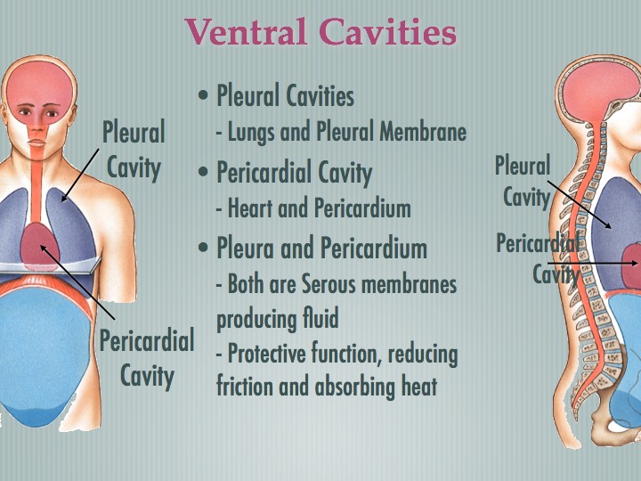 Index of /power_points/body_cavities/body_cavities_files/