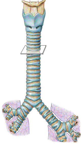 PowerPoint Presentation - No Slide Title