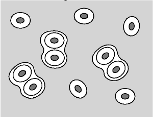 Histology Guide Book
